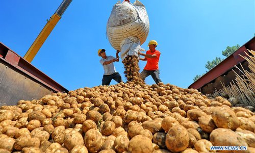 Potato farmers follow "plant-to-order" business mode in China's Hebei ...