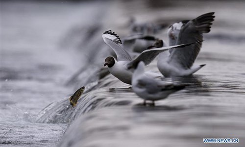 Qinghai Lake greets migration peak of naked carp - Global Times