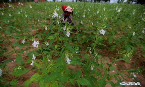 Farmers work in sesame fields in Myanmar - Global Times