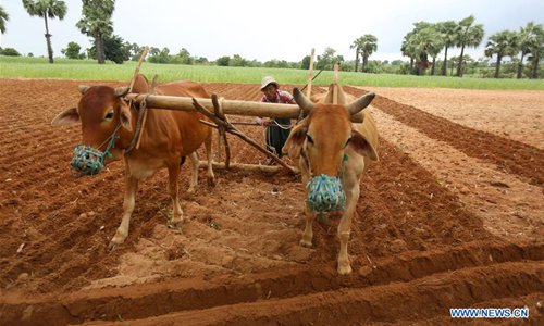 Farmers work in sesame fields in Myanmar - Global Times