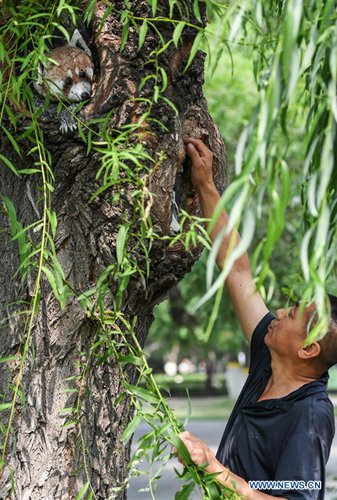 Tree bark carving works presented at Zoological and Botanical Gardens ...