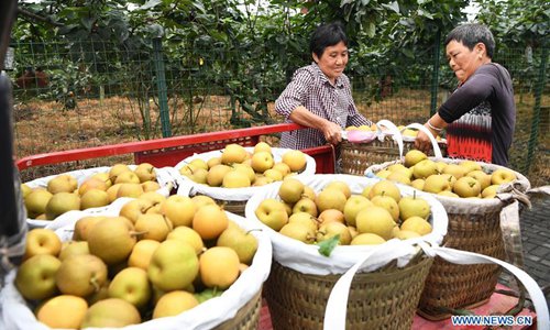 Pears industry helps locals get rid of poverty in Chongqing - Global Times