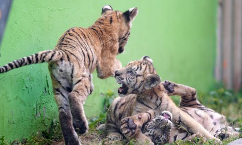 In pics: Siberian tiger cubs at Heilongjiang breeding center - Global Times