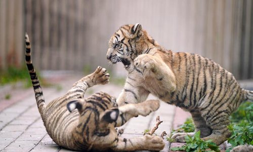 In pics: Siberian tiger cubs at Heilongjiang breeding center - Global Times