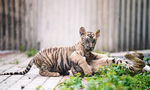 In pics: Siberian tiger cubs at Heilongjiang breeding center - Global Times