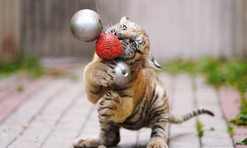 In pics: Siberian tiger cubs at Heilongjiang breeding center - Global Times