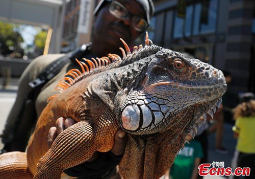 Walking a 1-meter-long lizard in Berkeley - Global Times