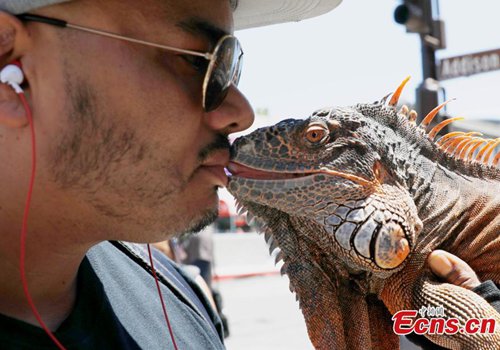 Walking a 1-meter-long lizard in Berkeley - Global Times