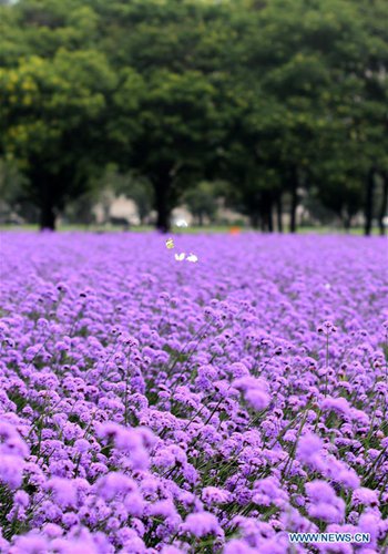 Verbena field scenery in Binhai New Area of north China's Tianjin ...