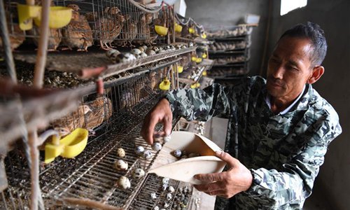 Quail farming helps boost villagers' income in Qiaotou Town of Anhui ...