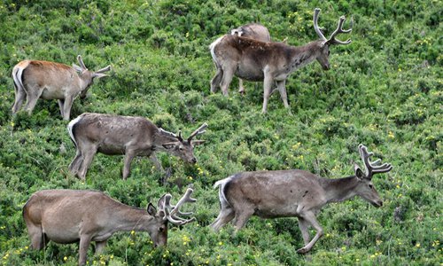 Red deer form scenery in midsummer on grassland in Dahe Township, China ...
