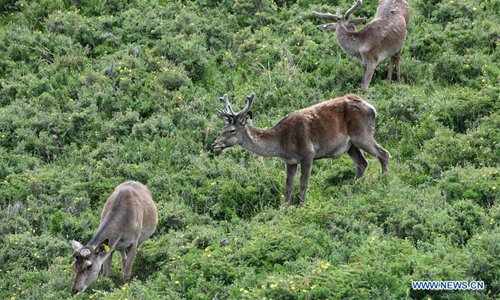 Red deer form scenery in midsummer on grassland in Dahe Township, China ...
