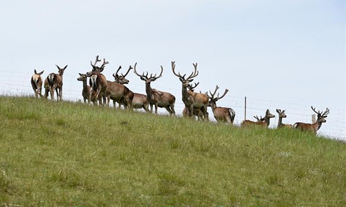 Red deer form scenery in midsummer on grassland in Dahe Township, China ...