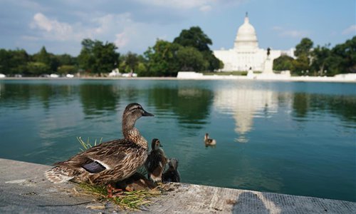 Heat wave hits Washington D.C., US - Global Times