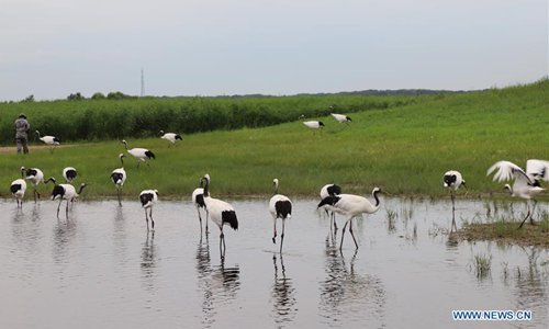 Zhalong National Nature Reserve, major habitat for red-crowned cranes ...