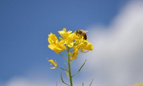 Scenery of cole flower fields in northwest China's Qinghai - Global Times