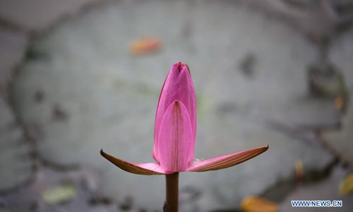 Lotus flowers in Yangon, Myanmar - Global Times