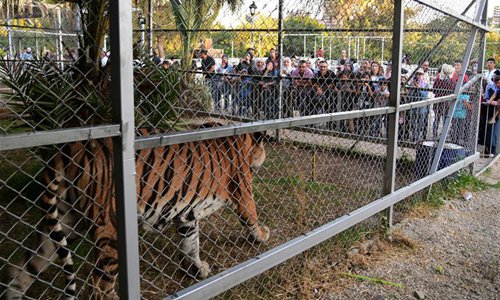 Animals brought to"Sham Gathers Us" festival for people in Damascus ...