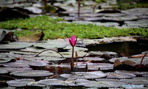 Lotus flowers in Yangon, Myanmar - Global Times