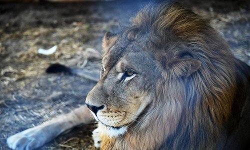 Animals brought to"Sham Gathers Us" festival for people in Damascus ...