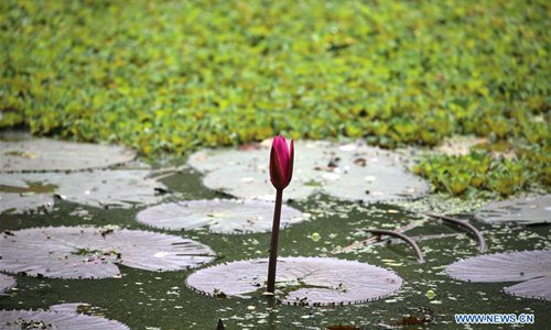 Lotus flowers in Yangon, Myanmar - Global Times