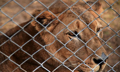 Animals brought to"Sham Gathers Us" festival for people in Damascus ...