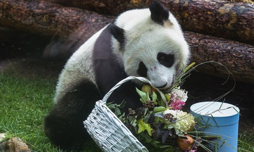 Moscow Zoo celebrates birthday for giant pandas Ding Ding, Ru Yi ...