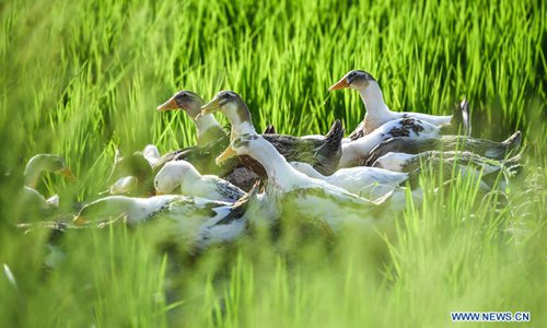 Green agriculture developed in Huinan, northeast China's Jilin - Global ...