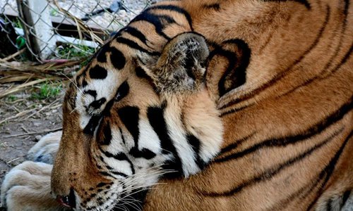 Animals brought to"Sham Gathers Us" festival for people in Damascus ...