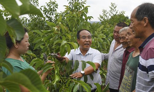 Planting of walnut with red kernels lifts locals out of poverty in ...