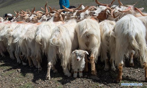 Herdsmen milk sheep in Rutog County, China's Tibet - Global Times