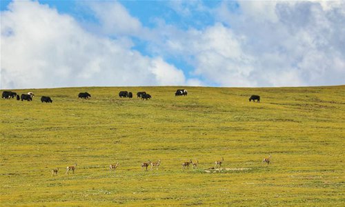 Wild animals observed during nature-observing event at Jiatang ...