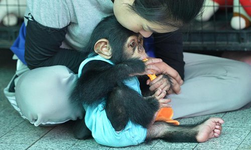 Chimpanzee seen at Samut Prakarn Crocodile Farm and Zoo in Thailand ...