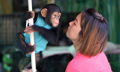 Chimpanzee seen at Samut Prakarn Crocodile Farm and Zoo in Thailand ...