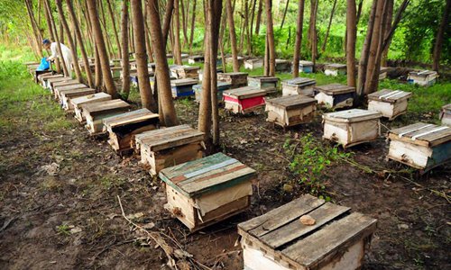 Farmer collects honey at bee farm in Pakistan's Peshawar - Global Times