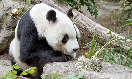 Vienna's giant panda Yuan Yuan to celebrate 20th birthday - Global Times