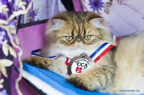 Cat show held in Toronto - Global Times