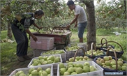 Luochuan: major apple base in China - Global Times