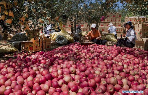 Luochuan: major apple base in China - Global Times