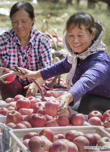 Luochuan: major apple base in China - Global Times