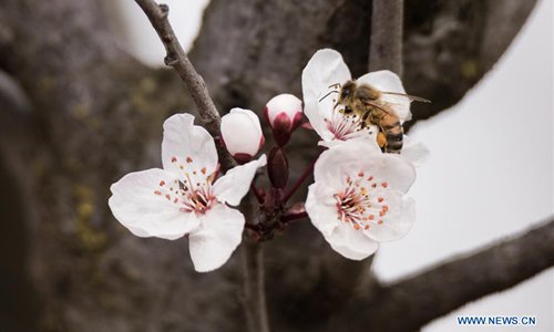 Cherry blossoms in Canberra, Australia - Global Times