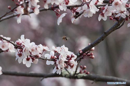 Cherry blossoms in Canberra, Australia - Global Times