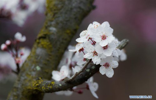 Cherry blossoms in Canberra, Australia - Global Times