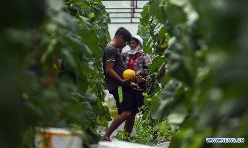 Muskmelons harvested at Qingcao Village in S China's Guangxi - Global Times