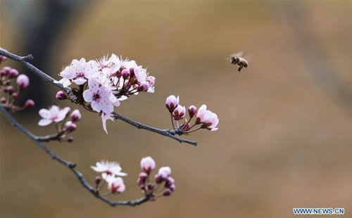 Cherry blossoms in Canberra, Australia - Global Times