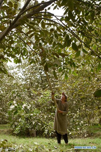 Walnuts enter harvest season in Hotan County, China's Xinjiang - Global ...