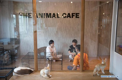 Animal Cafe in Bangkok, Thailand - Global Times