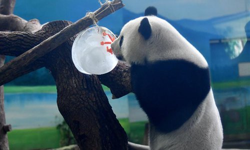 Giant pandas enjoy mooncakes, skewered fruits, vegetables in Taipei ...