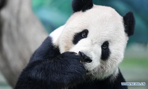 Giant pandas enjoy mooncakes, skewered fruits, vegetables in Taipei ...