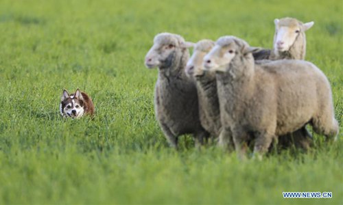 National Sheepdog Finals held in Colorado, US - Global Times